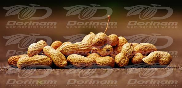Raw shelled peanuts bulk exporting countries - Nutex Corporation - Supply and export of Iranian nuts
