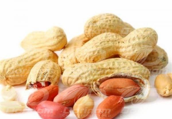 Organic raw peanuts in shell to export - Nutex Corporation - Supply and export of Iranian nuts