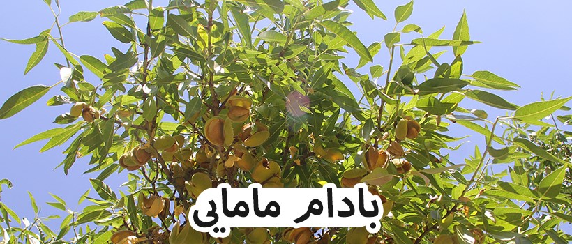 Sale of Mamra Almonds - Nutex Group | Nuts and Dried Fruit Company