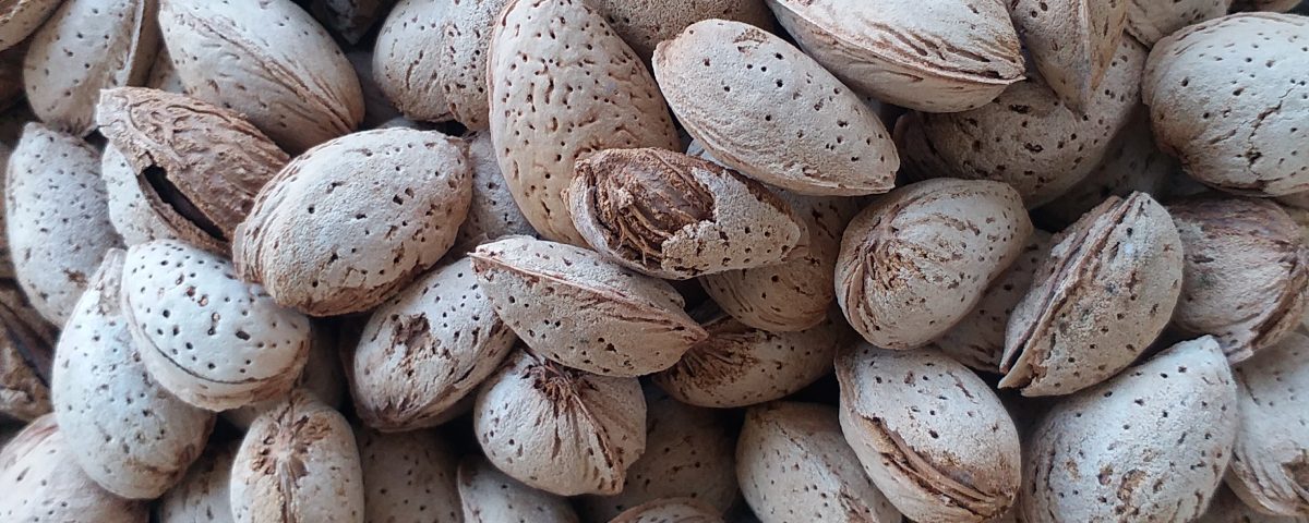 Paper Peel Almond Distribution Center - Nutex Group | Nuts and Dried ...