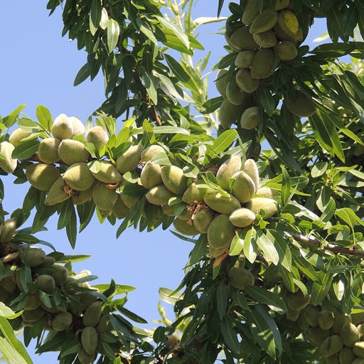 Export of the best almonds in Iran - Nutex Group | Nuts and Dried Fruit ...