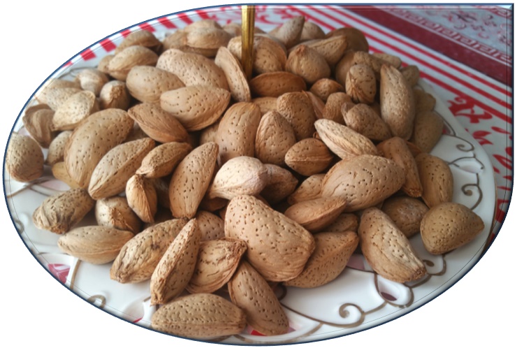 High Quality Irani Mamra Almonds/Badam - Nutex Group | Nuts and Dried ...