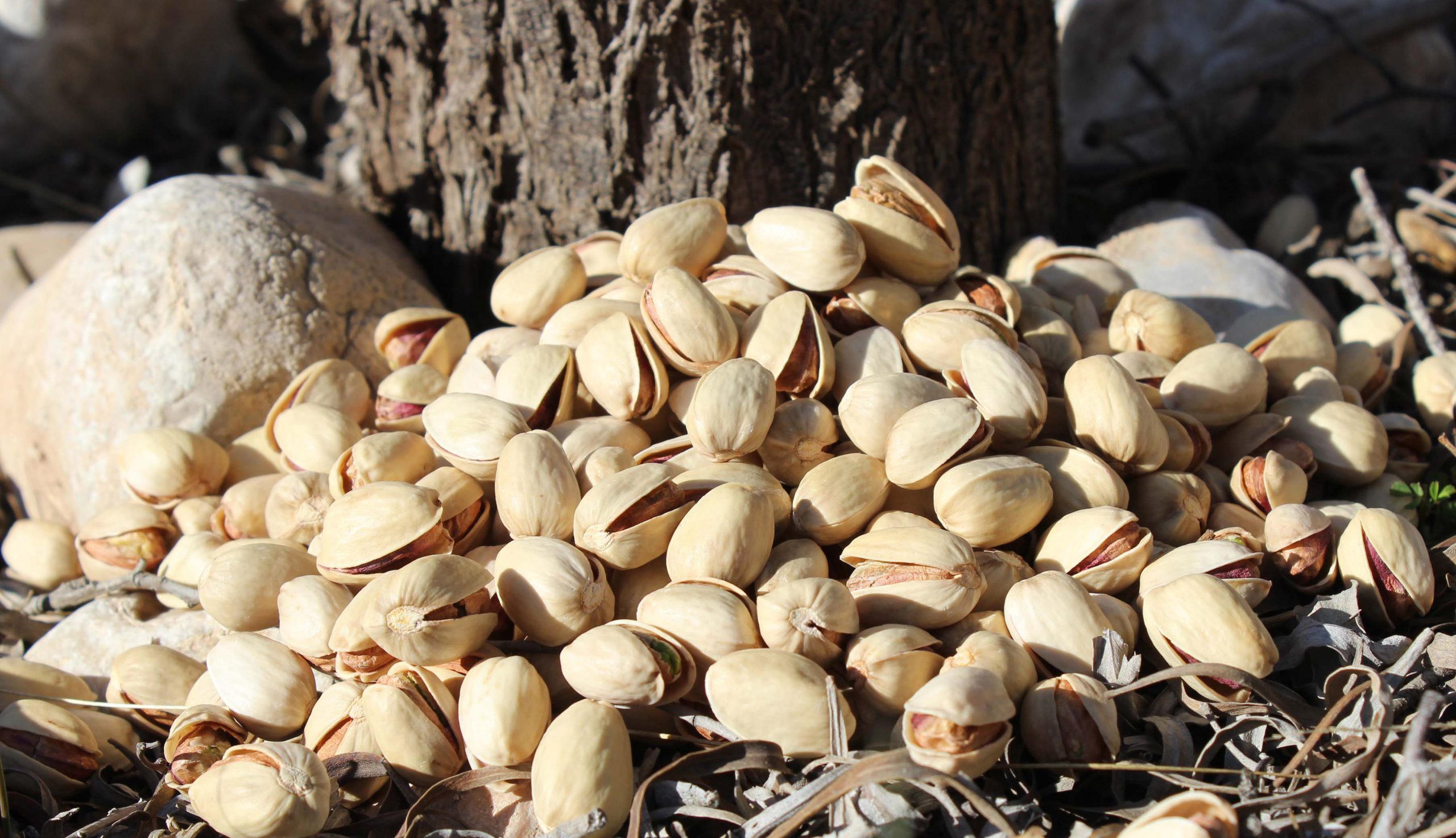 Raw Jumbo Pistachio Bulk Sale / Nutex Company - Nutex Group | Nuts and ...