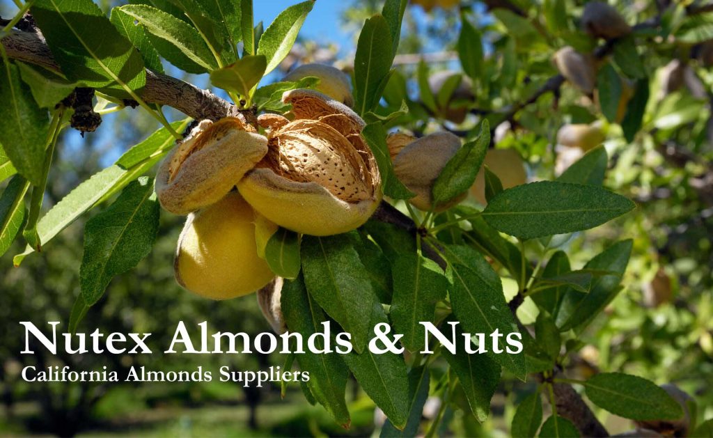 California's Largest Almond Suppliers - Nutex Almonds - Nutex Group ...